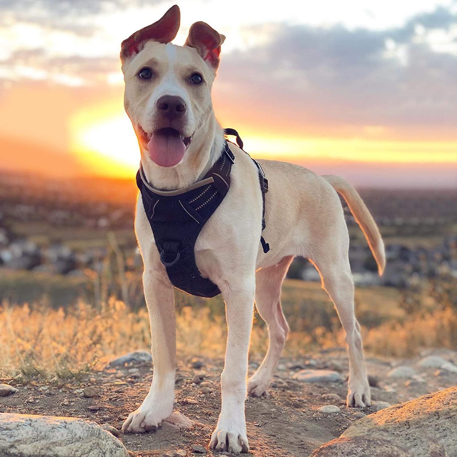 Top 10 Best Harnesses For Boxers in March 2026