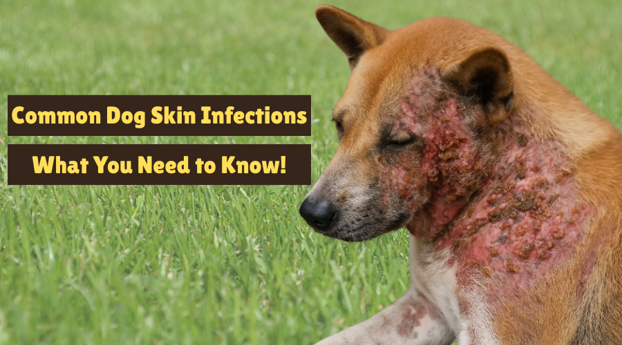 Common Dog Skin Infections: What You Need to Know?