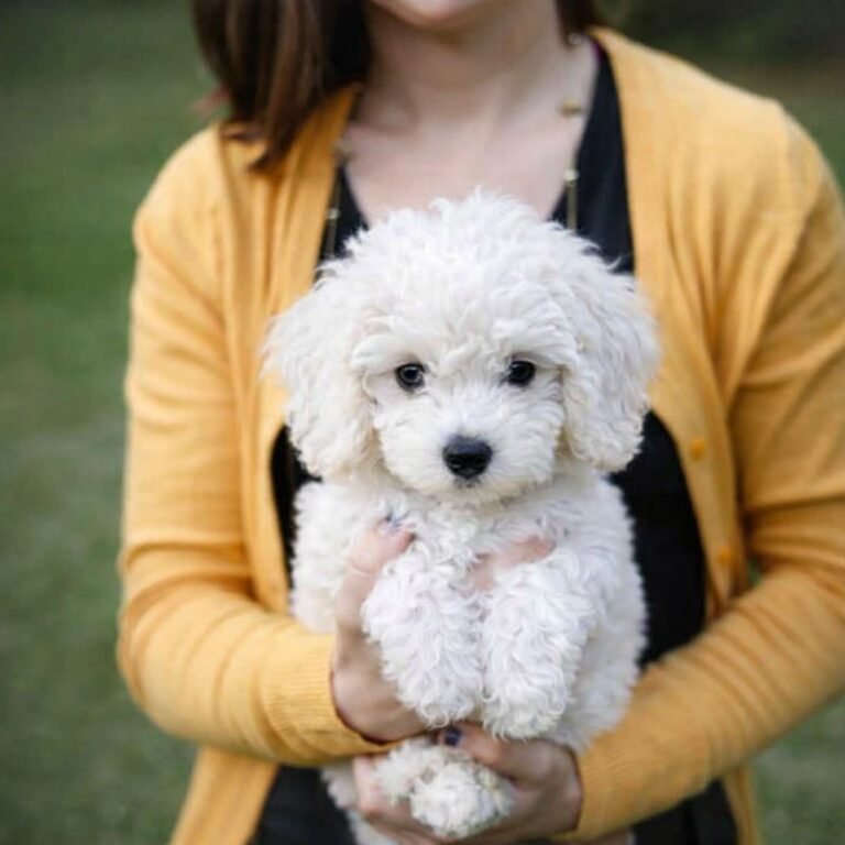 Hybrid Dog Breed With Curly Hair: Choosing the Right Curly-Coated Mix
